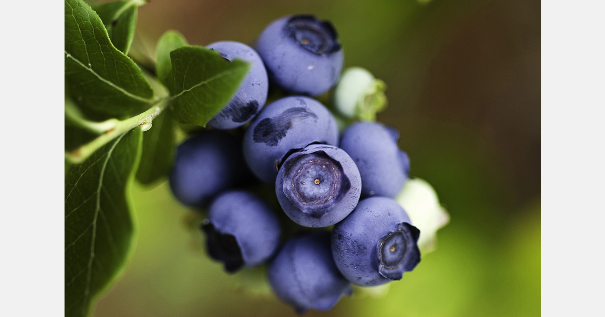 U.S. blueberry growers face tariff challenges with Canada