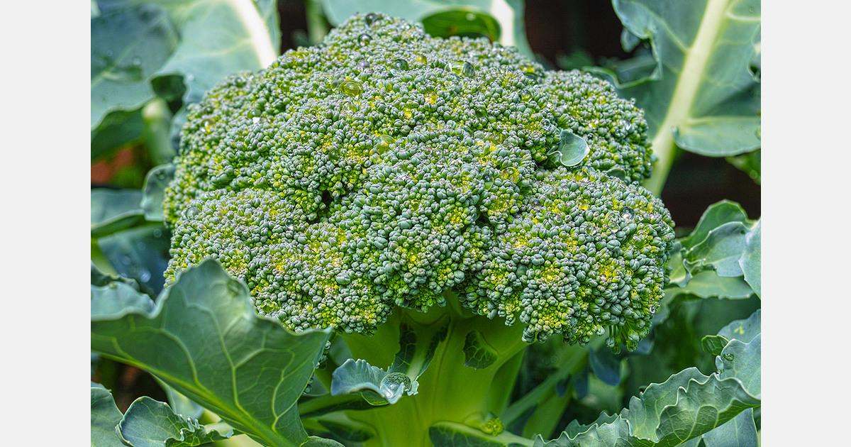 Strong broccoli market expected for another 30 days