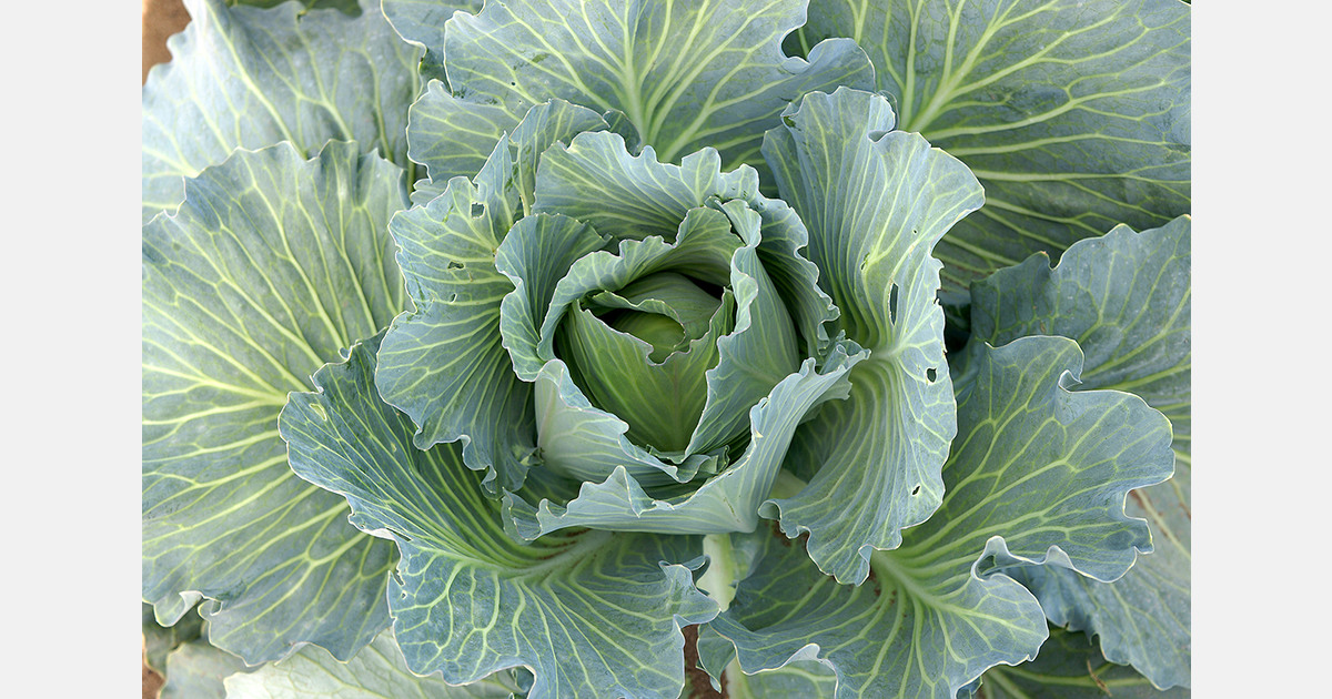 Kazakhstan: the Keless cabbage exported to megacities