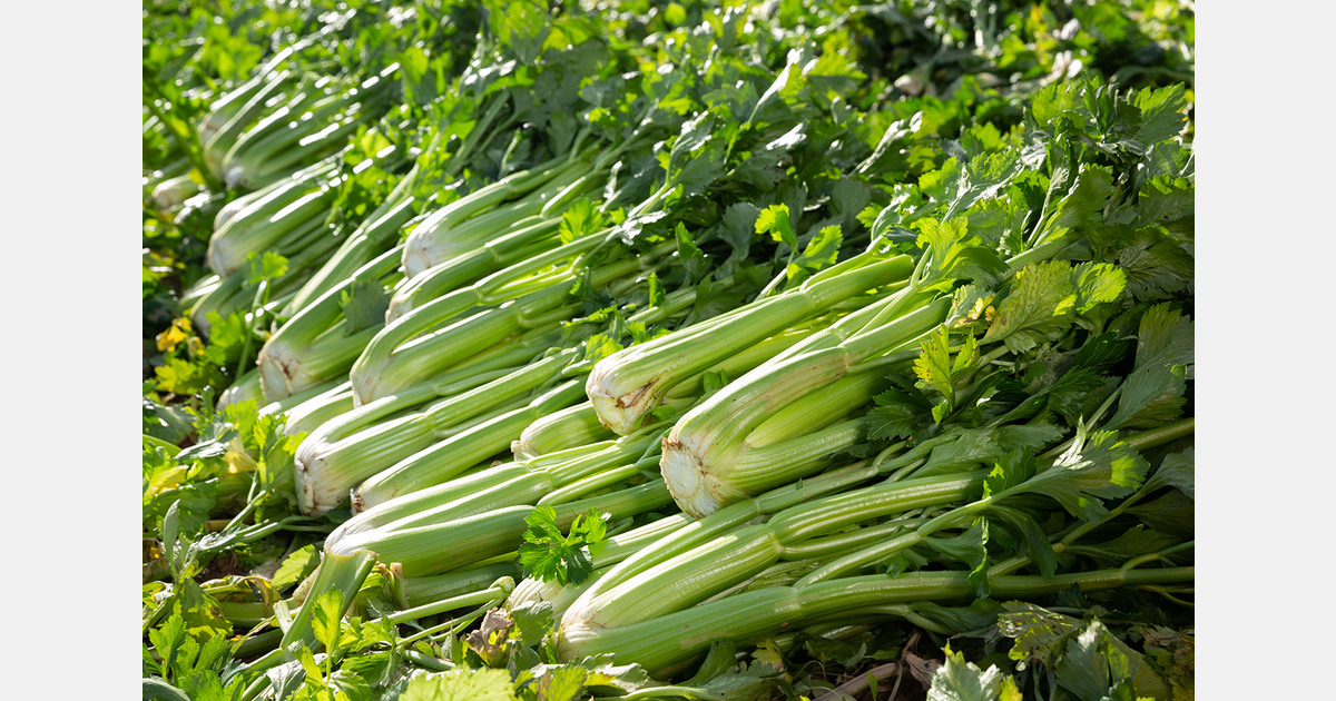 Celery farm in Australia fined for underpaying migrant workers