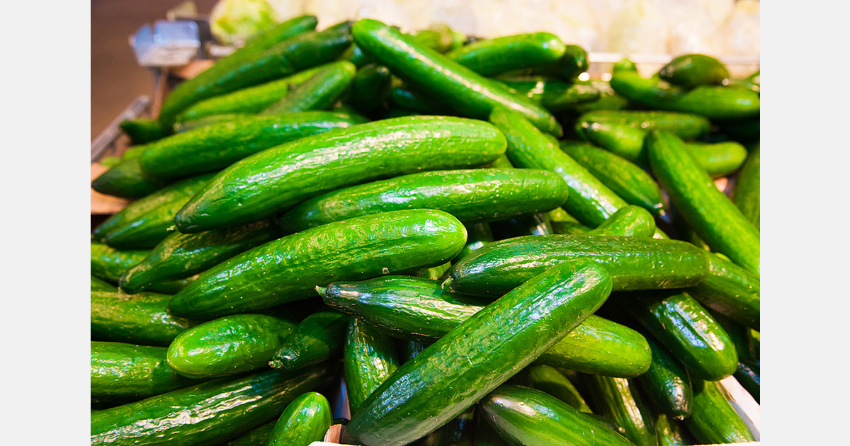 Ukraine cucumber prices fall 21% on higher supply