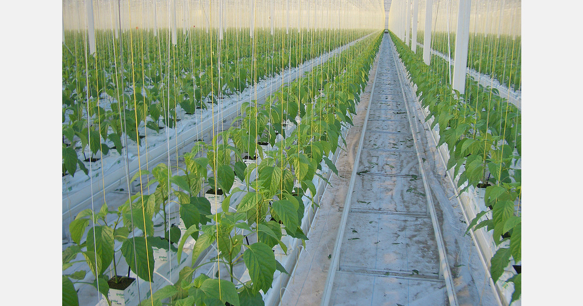 Vegetable grower relies on biomass utilization plant