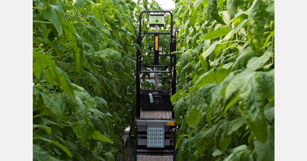 Cajamar Experience Center trials aim to improve tomato efficiency and ...