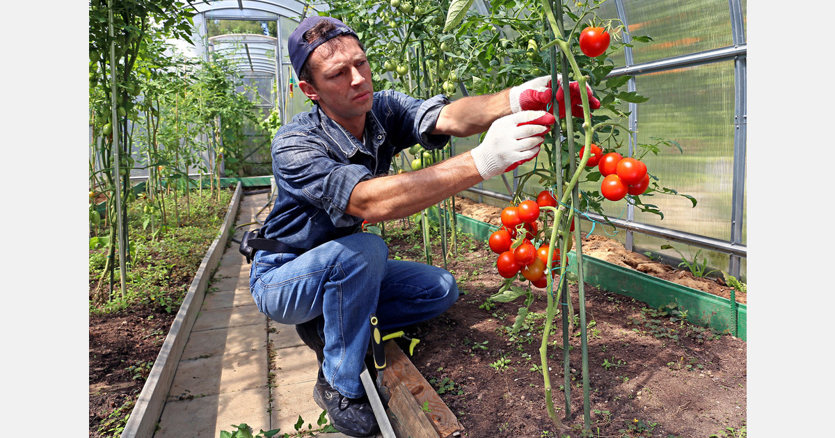 Harvest time extended in tomato greenhouses in Isparta thanks to favorable weather conditions
