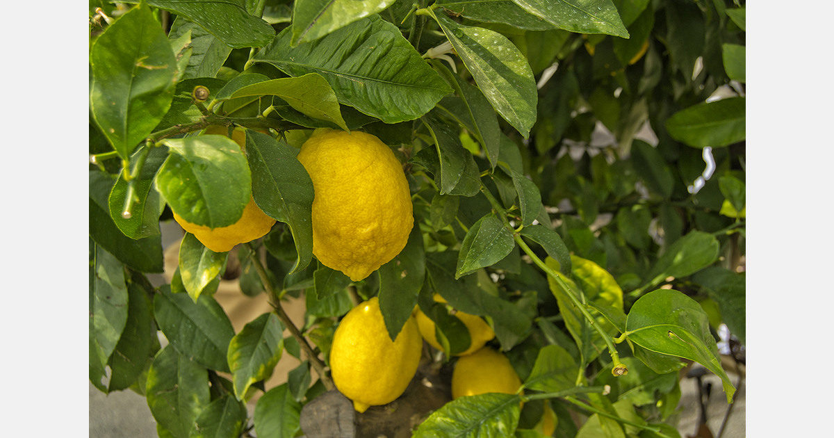 Uzbekistan launches national support program for lemon growers