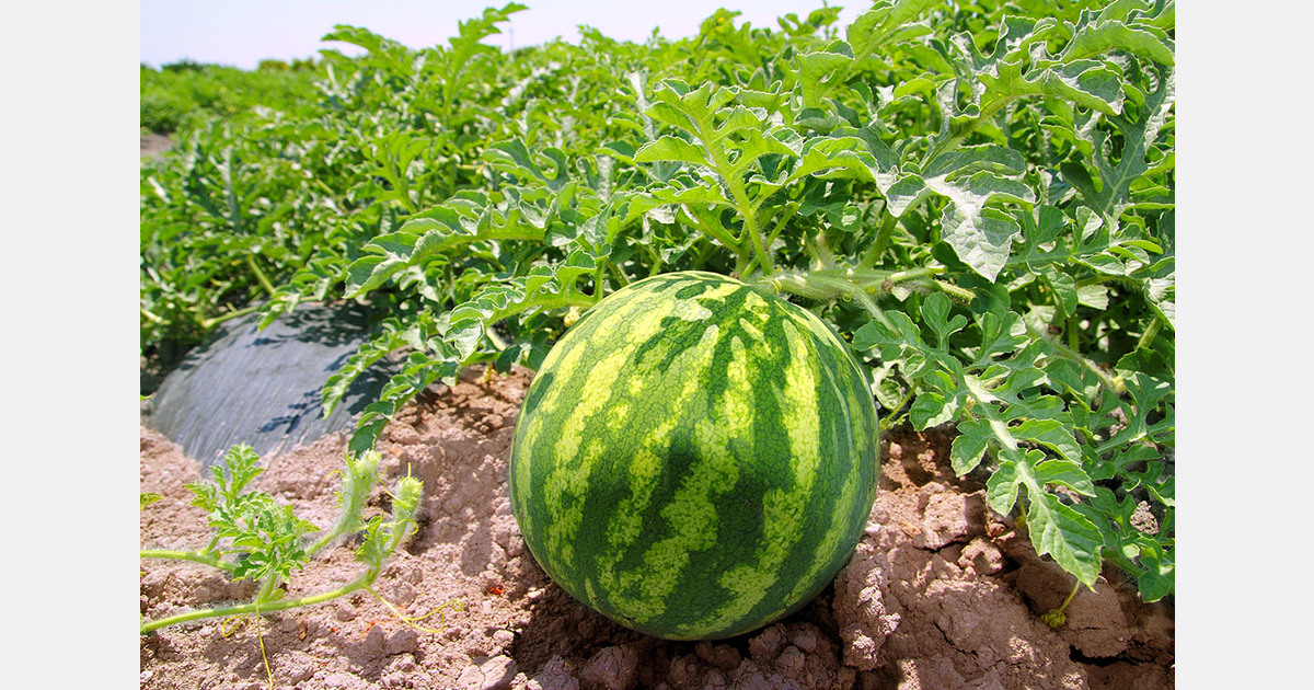 The company SP "PAEK" in Ukraine launches early watermelon planting