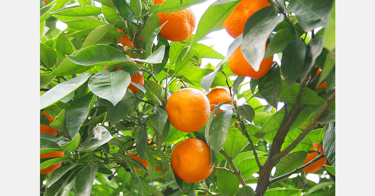 Netafim marks 60 years in irrigation