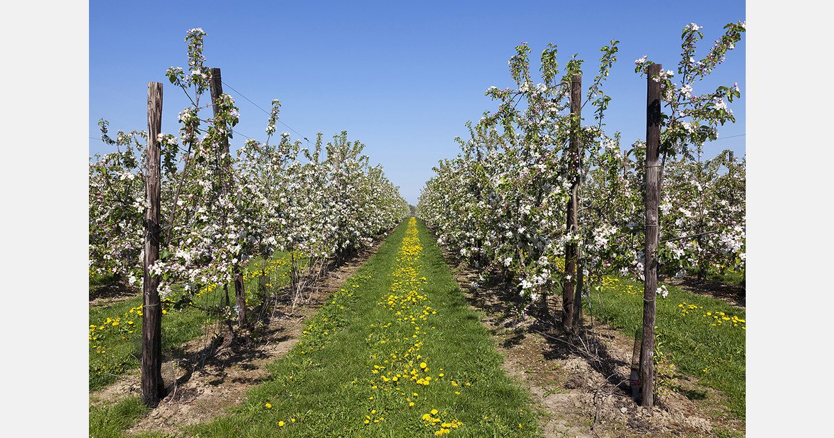 Ukrainian agricultural plans to grow fruit trees, cherries and apricots ...
