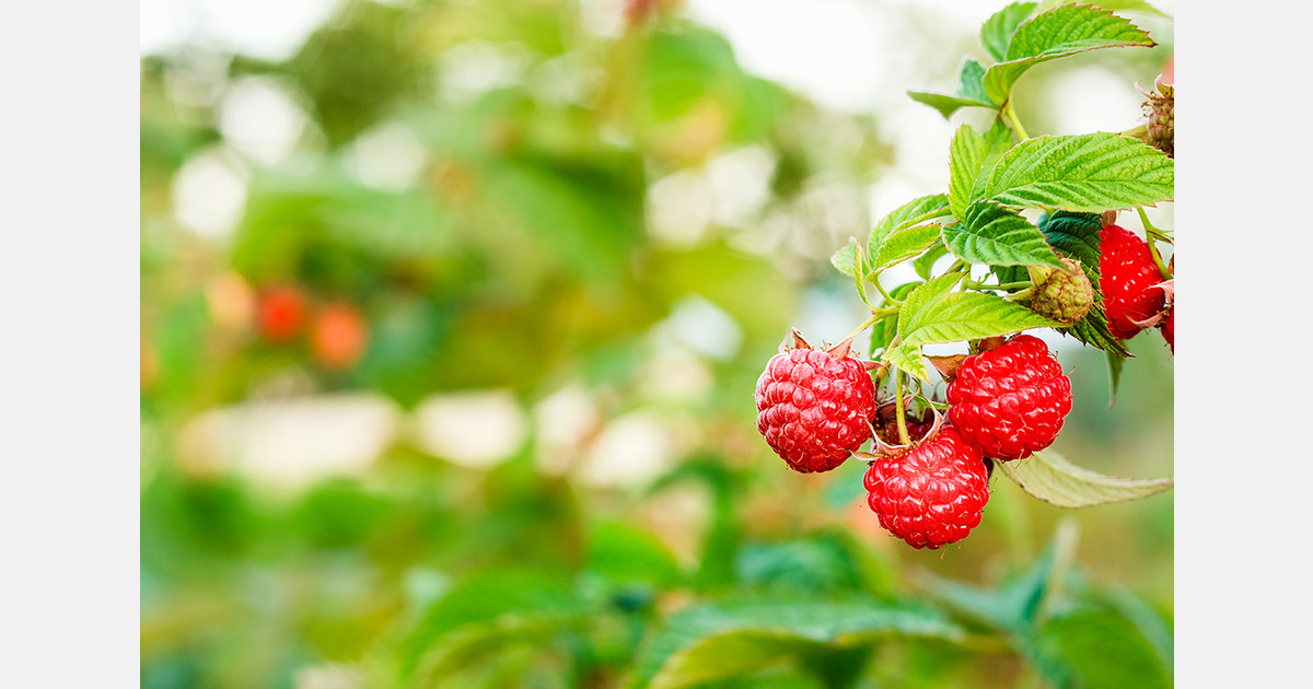 Poland expands raspberry production as demand rises and exports grow