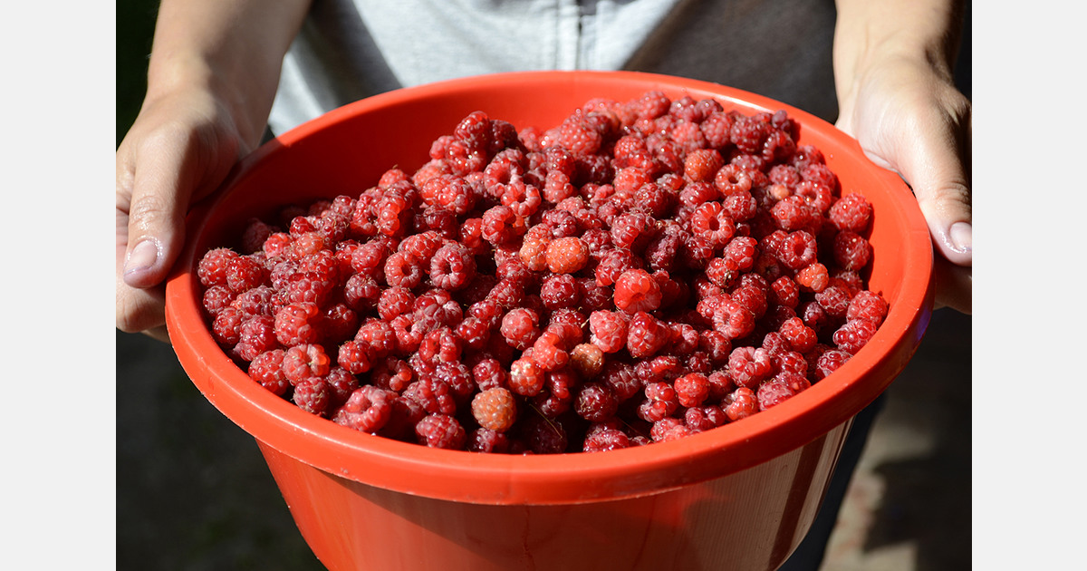 Raspberry growers in Poland dissatisfied with low purchase prices