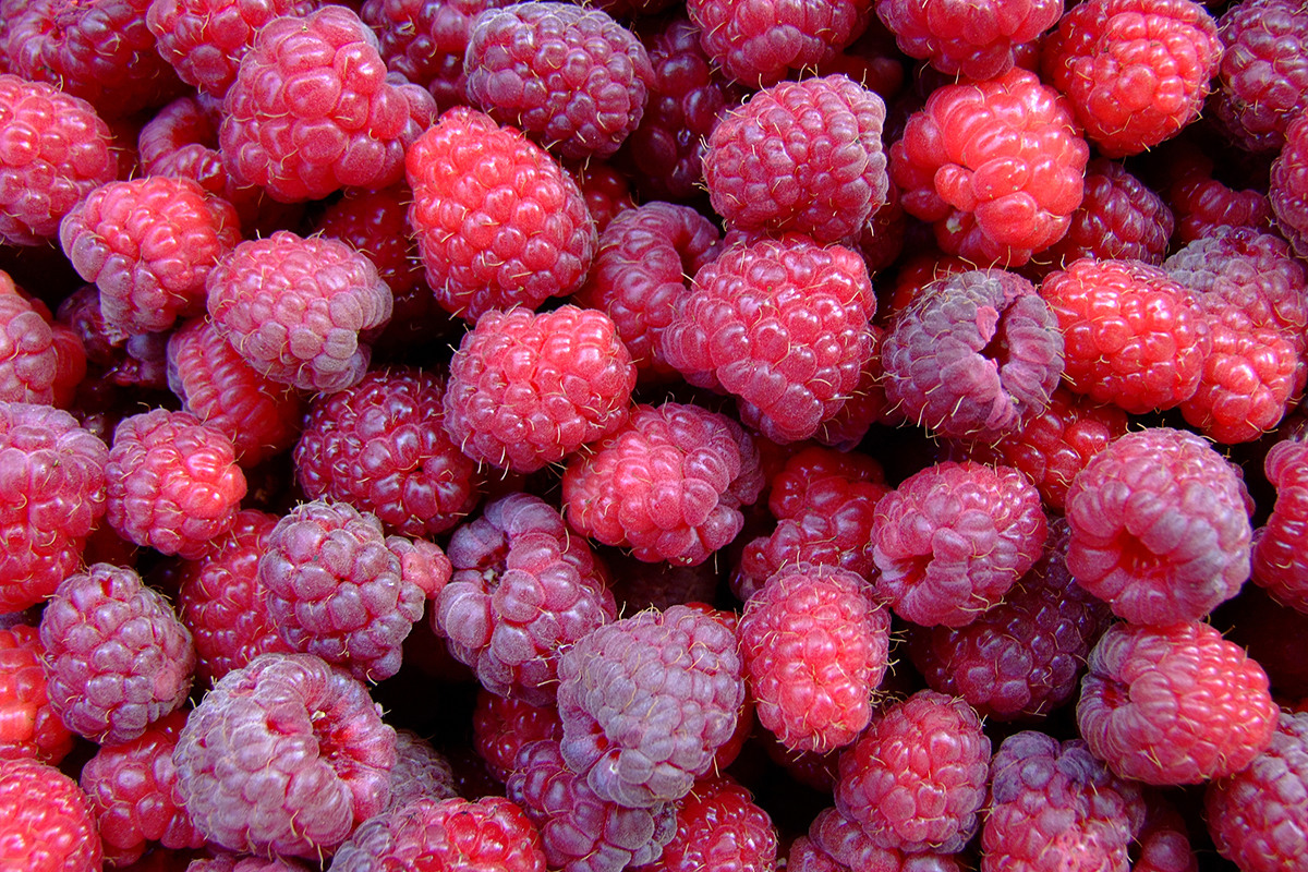 The Moroccan raspberry campaign is kicking off