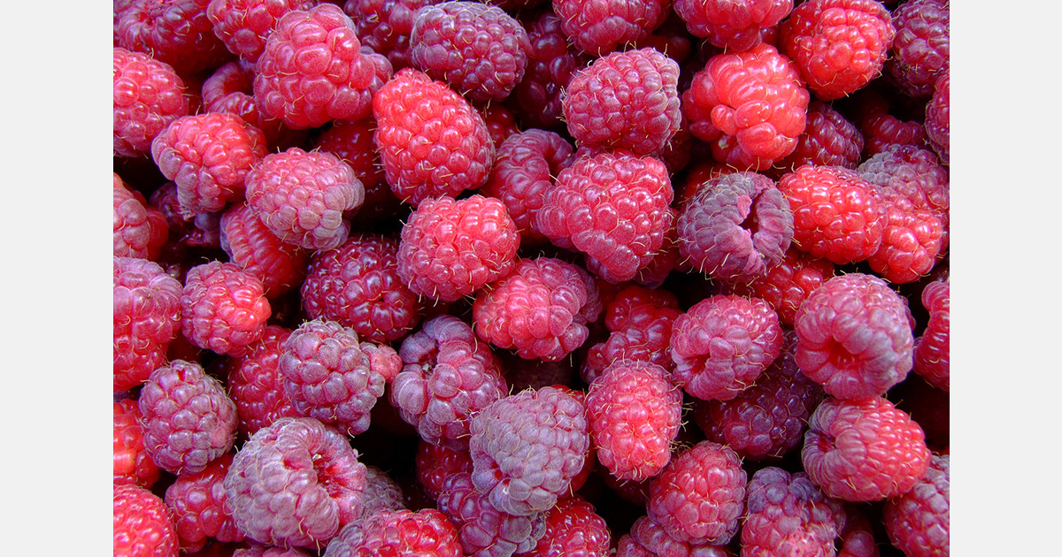 The Moroccan raspberry campaign is kicking off