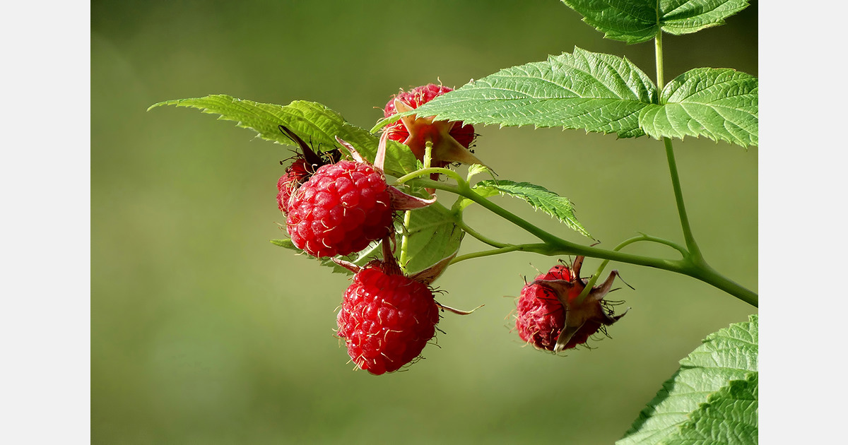 Raspberry exports shift from gamble to record level