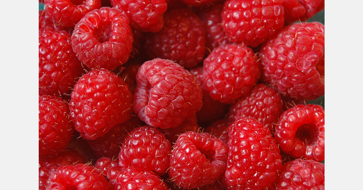 Driscoll's Maroc is building a berry processing plant in Larache