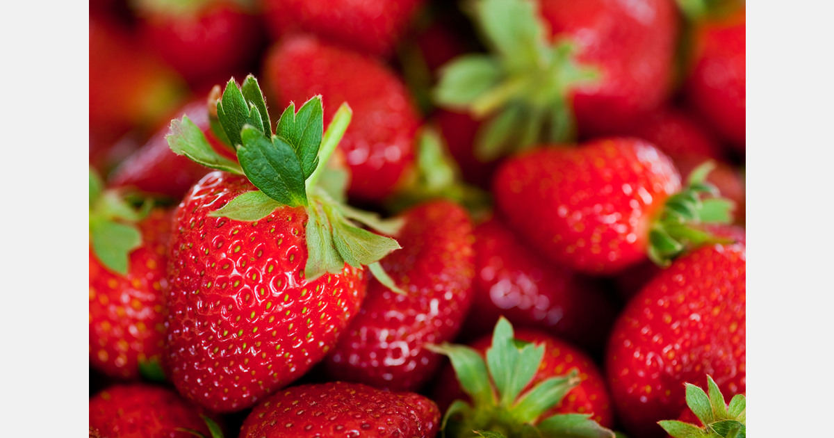2025 strawberry resistance strategies