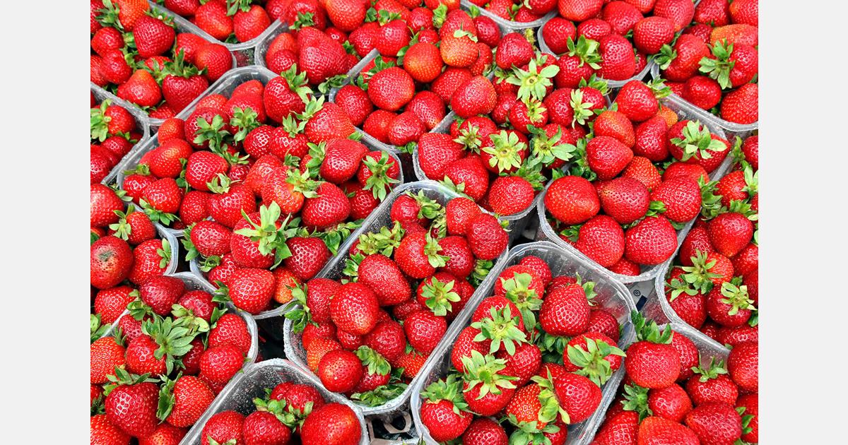 Morocco ranks among top 10 global strawberry producers