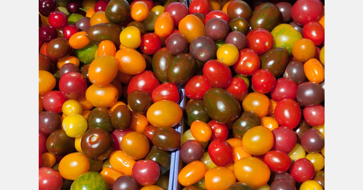 The new tricolor cherry tomato variety from Romania