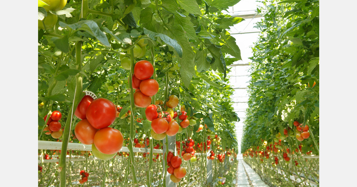 Chilean researchers test crops in extreme conditions