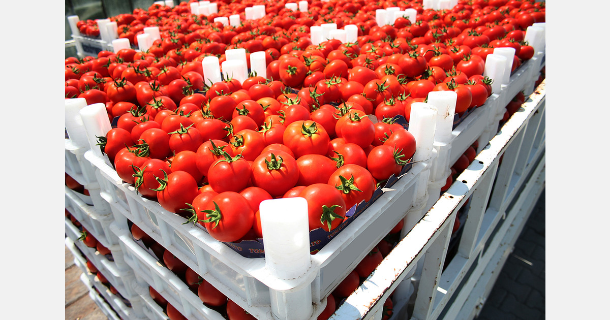 Jamaica tackles tomato surplus with new markets and cold storage