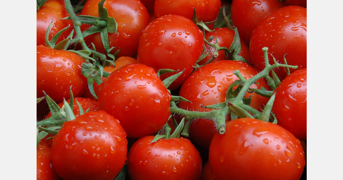 Mexican tomato season slows after U.S. imposes 17.09% tariff
