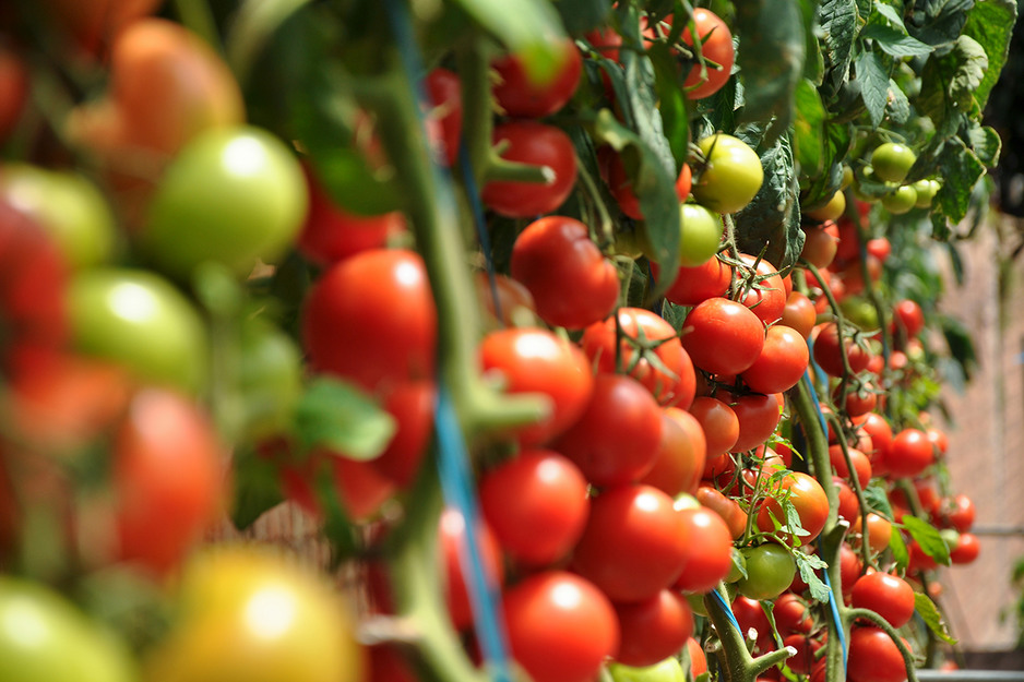 Spain: Organic cherry tomatoes lead greenhouse production in Andalusia ...