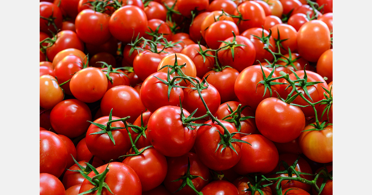 Israel and Azerbaijan investigate forged certificates in tomato imports