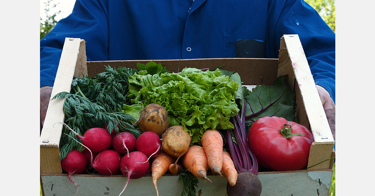 Zmiiv greenhouse complex repurposed to berry cultivation after rocket ...