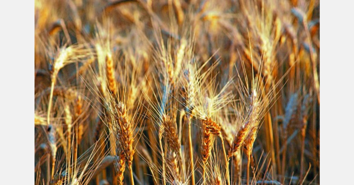 Is the future of wheat farming inside and up?