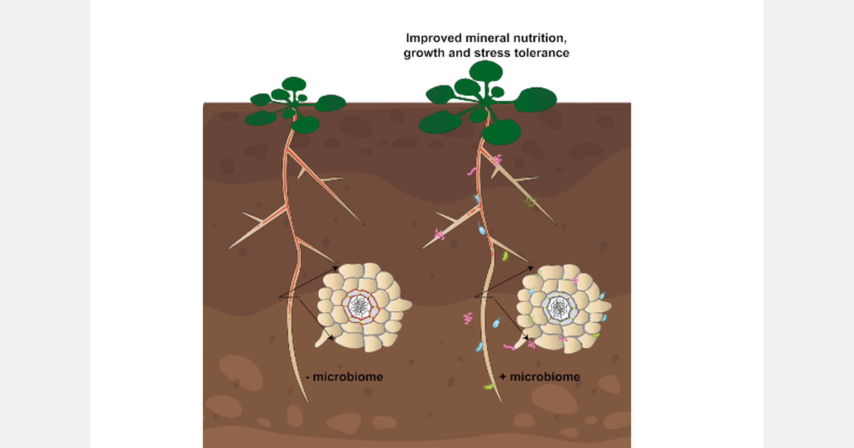 Plant research seals importance of microbes for survival and growth