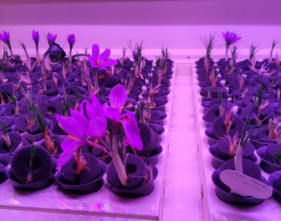 “Producing a large-scale amount of high-quality saffron will expand ...