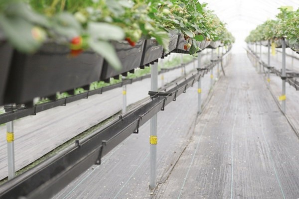"New tabletop growing system requires much lower capital investment"
