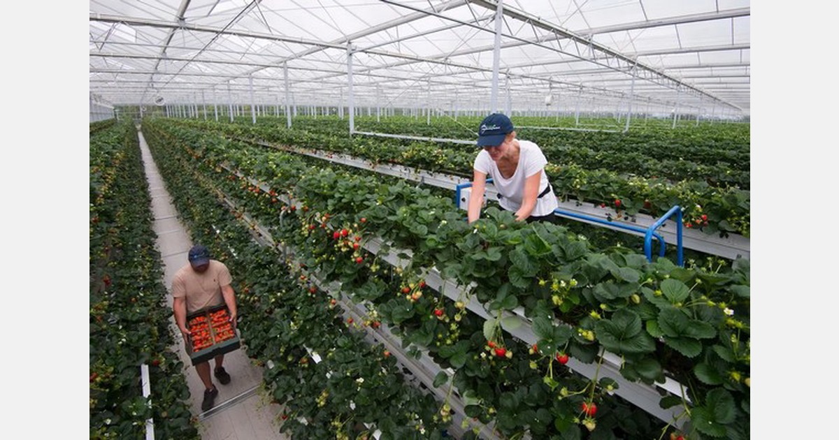 UK strawberry producer uses hybrid solutions to maximize yields