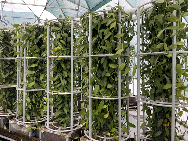 The dome: a potential game-changer for vanilla supply