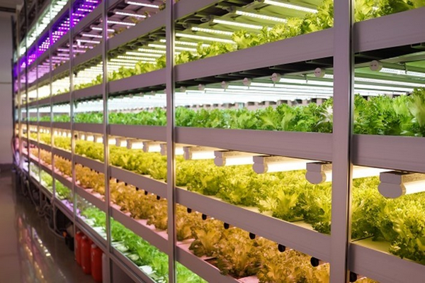 Celebrating long journey in R&D and promoting vertical farming in Japan