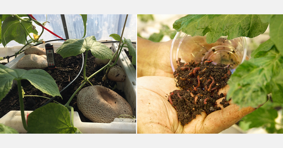 Building resilient indoor farms with earthworms, fungi and beneficial ...