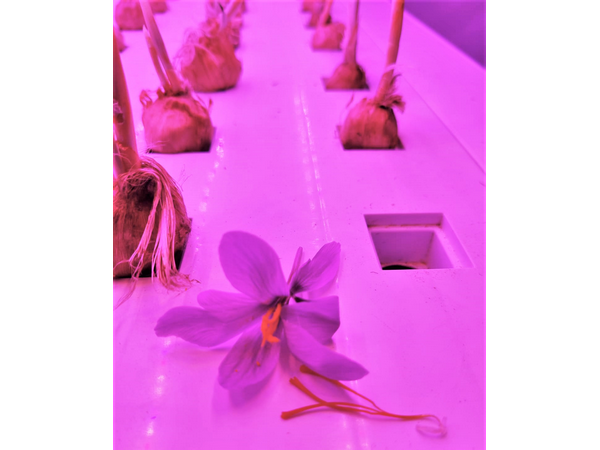 Saffron R&D project turns out successfully