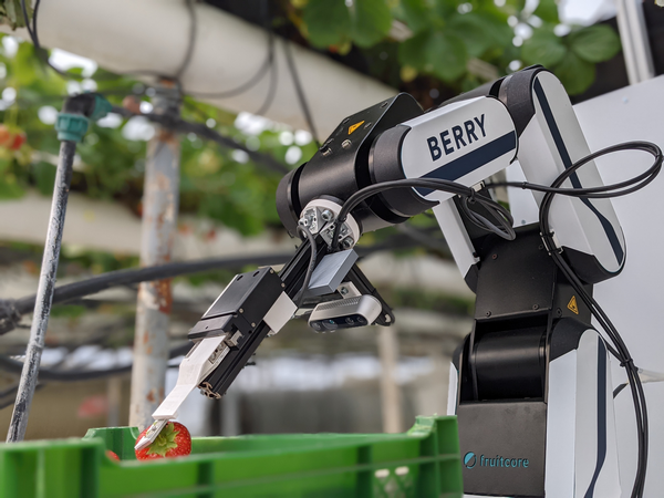 Growing interest from greenhouse sector for strawberry harvest robot