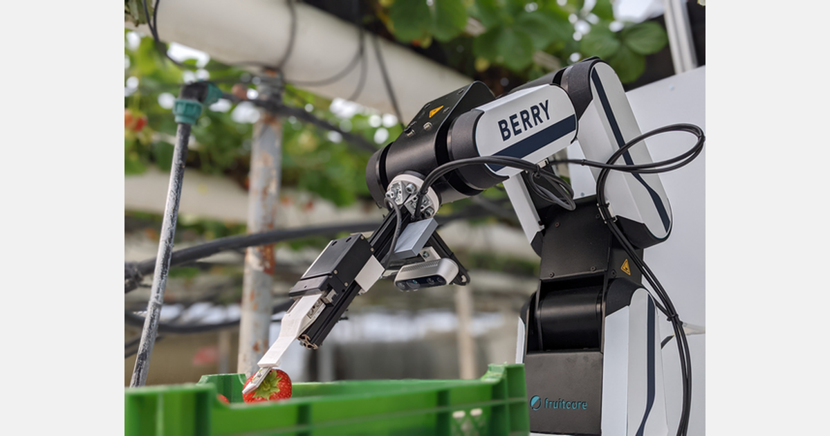 Growing interest from greenhouse sector for strawberry harvest robot
