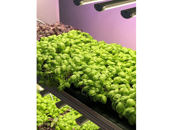 Controlling fungal diseases in herb production