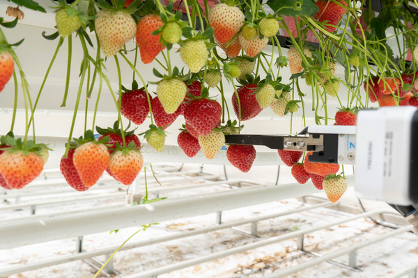 Robotic strawberry harvester adding more algorithms to improve ...
