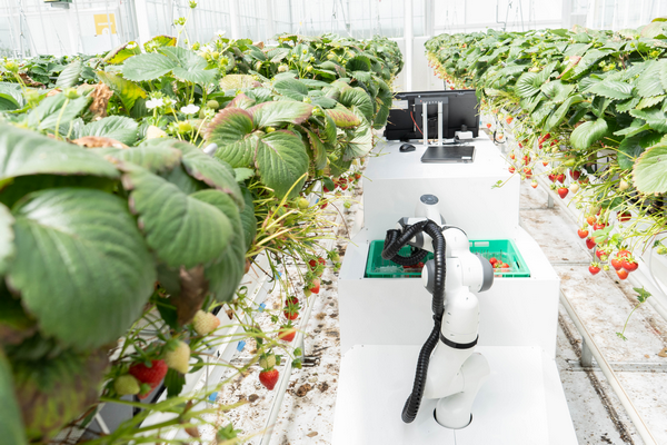Robotic strawberry harvester adding more algorithms to improve ...
