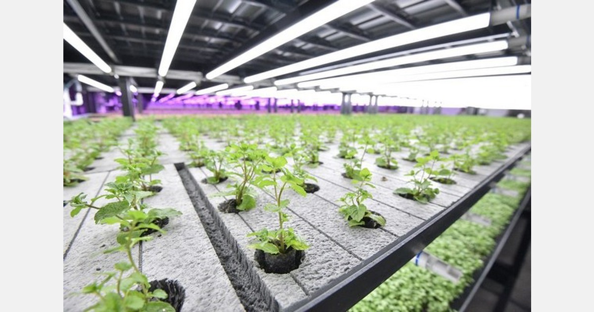 Romania: First vertical farm unit launched following €350k investment