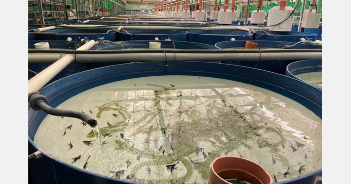 Israel invests in water-based agriculture and aquaculture