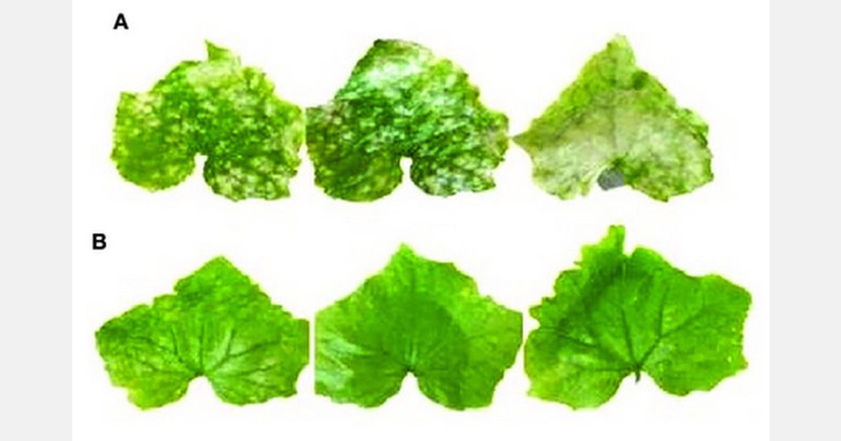 Potential use of entomopathogenic and mycoparasitic fungi against ...