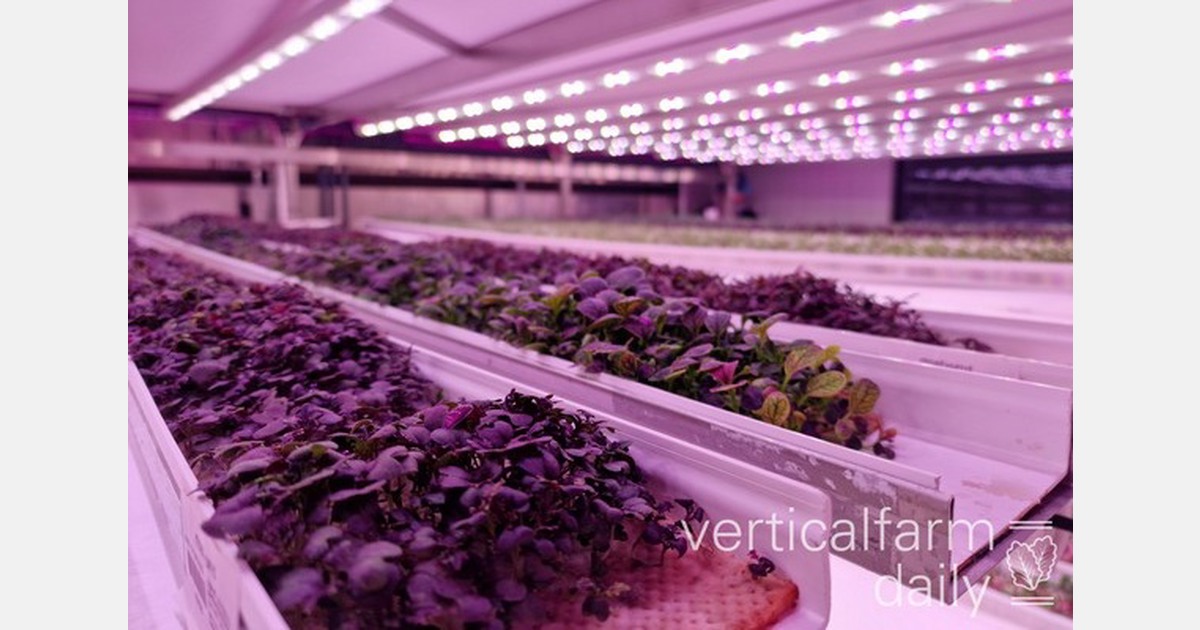 Growy acquires assets and team of Kalera International (&ever)