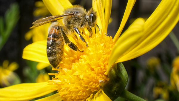 Translating the sound of bees to pollinate indoor farms