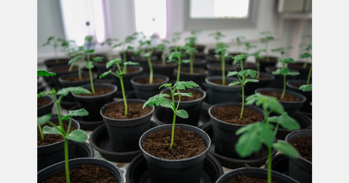 AgriPlex Genomics releases new commercial tomato panel