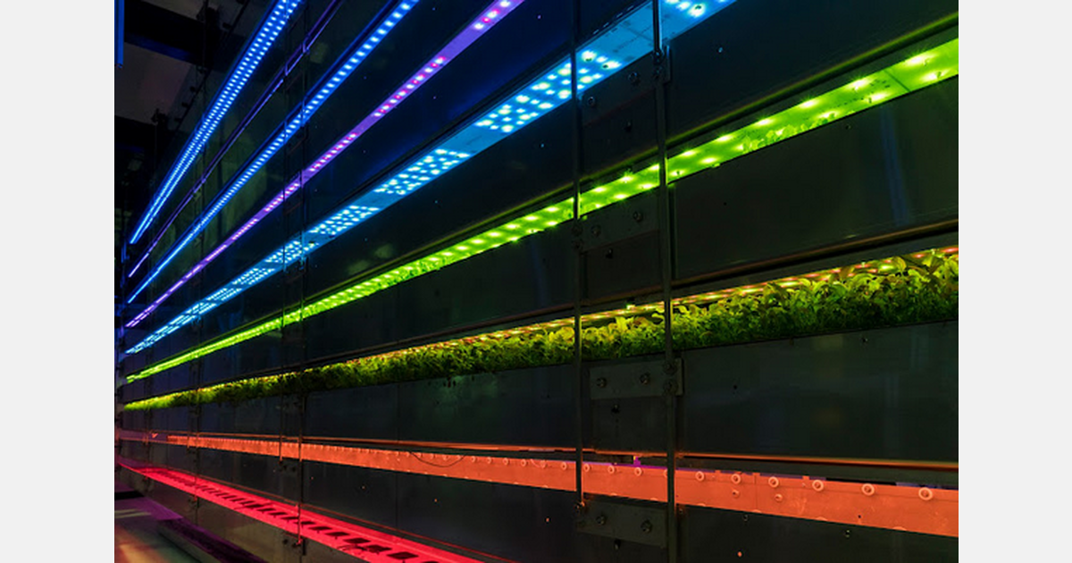 UK: Developing VIP Leaf, an alternative plant protein