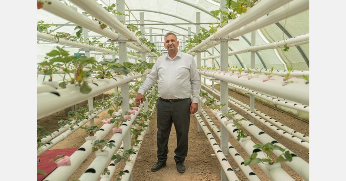 Iraq: Grower defies water crisis with hydroponic strawberry farm