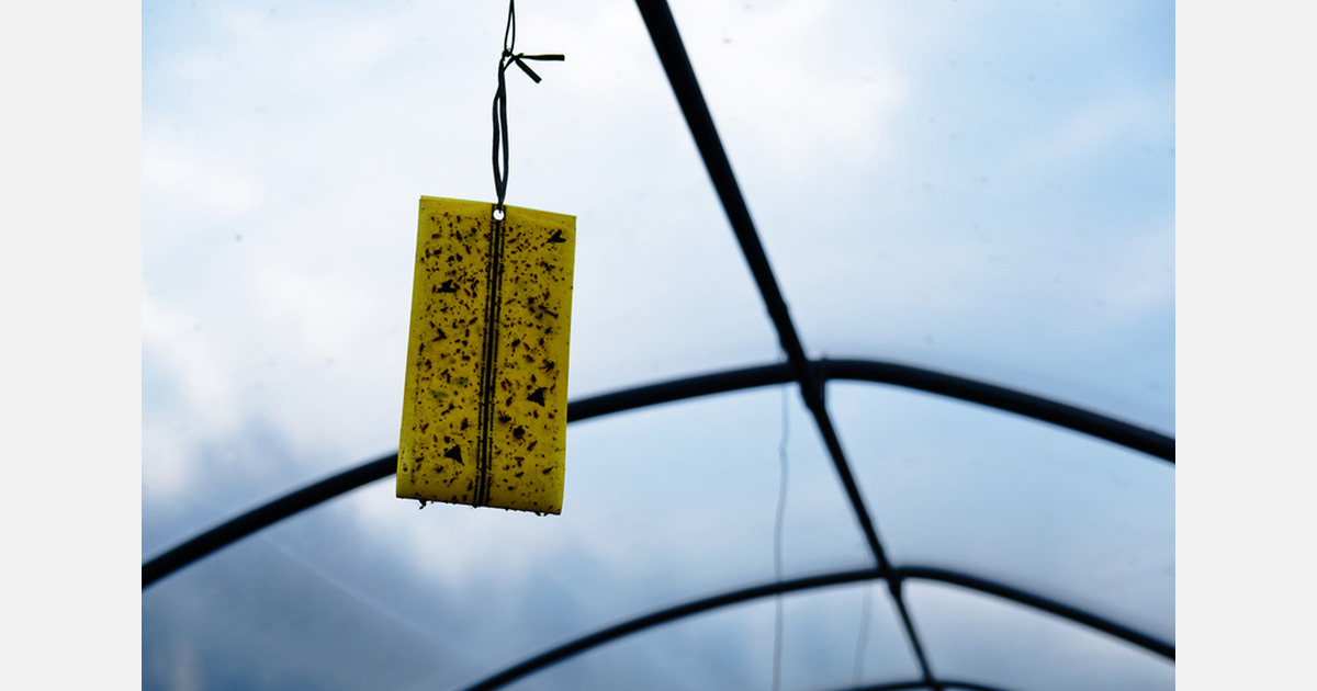 Field day to shows how to implement IPM